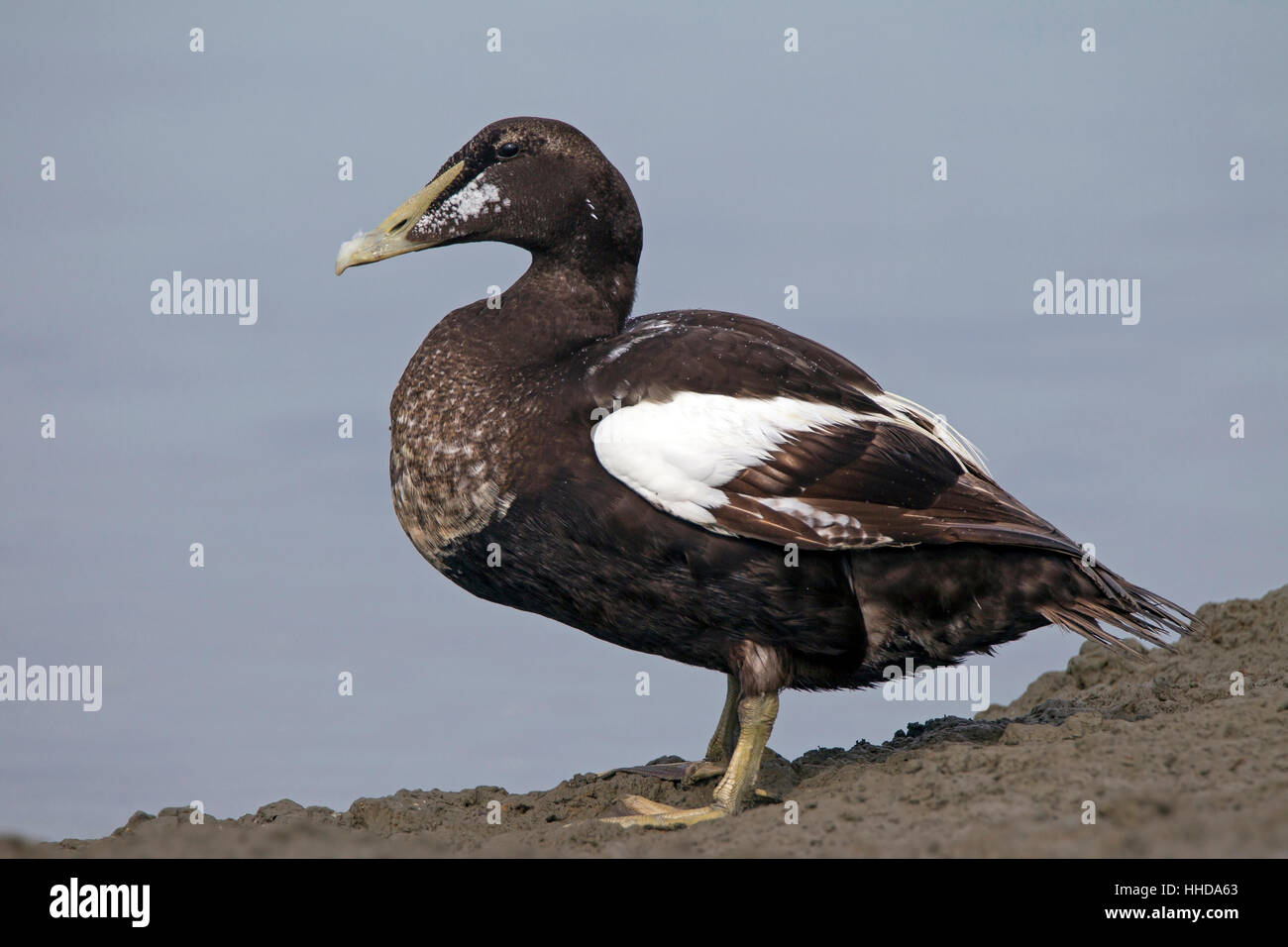 Common Eider (Somateria mollissima), subadult, first winter plumage ...