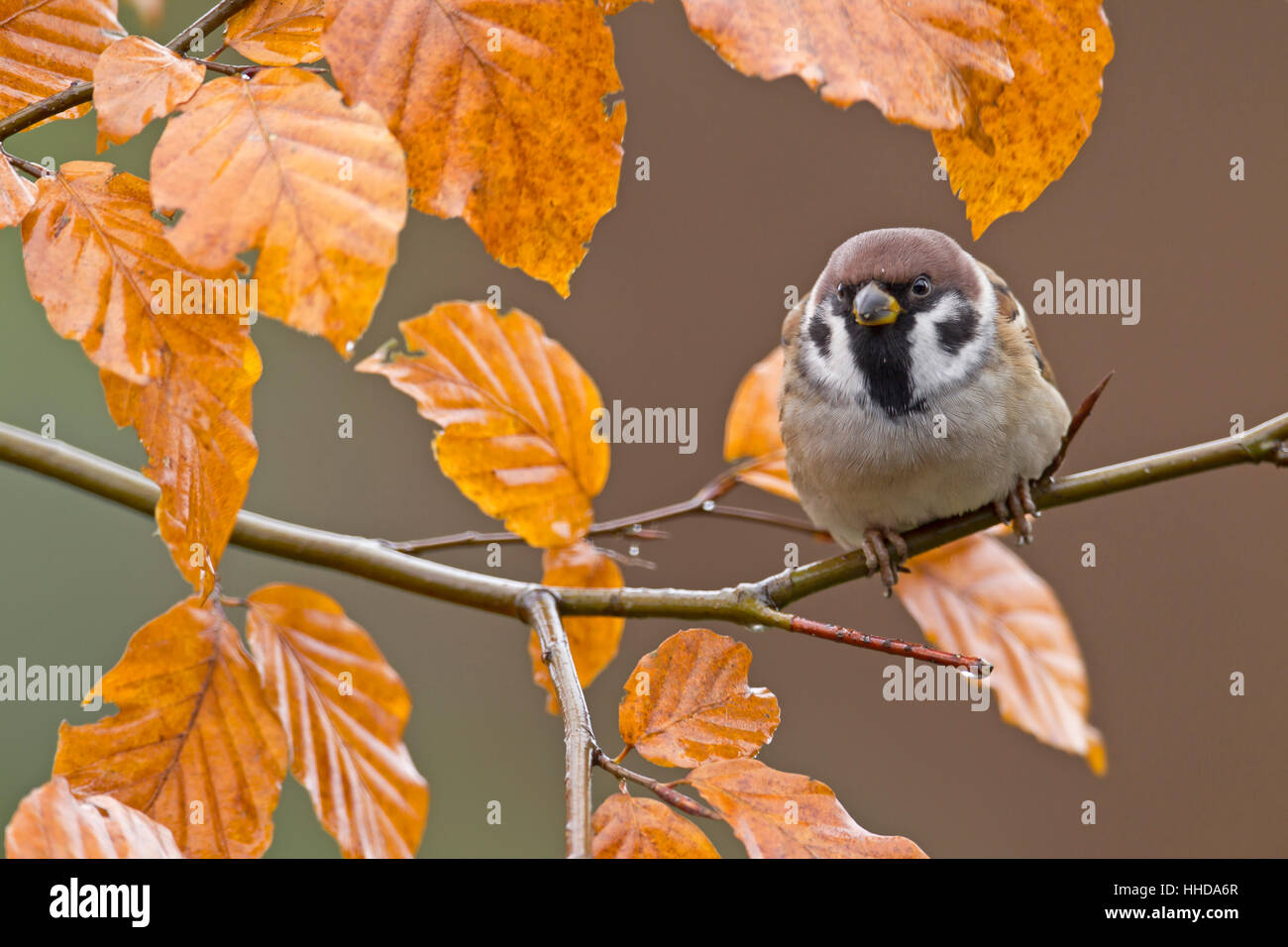 Adult tree sparrow hi-res stock photography and images - Alamy
