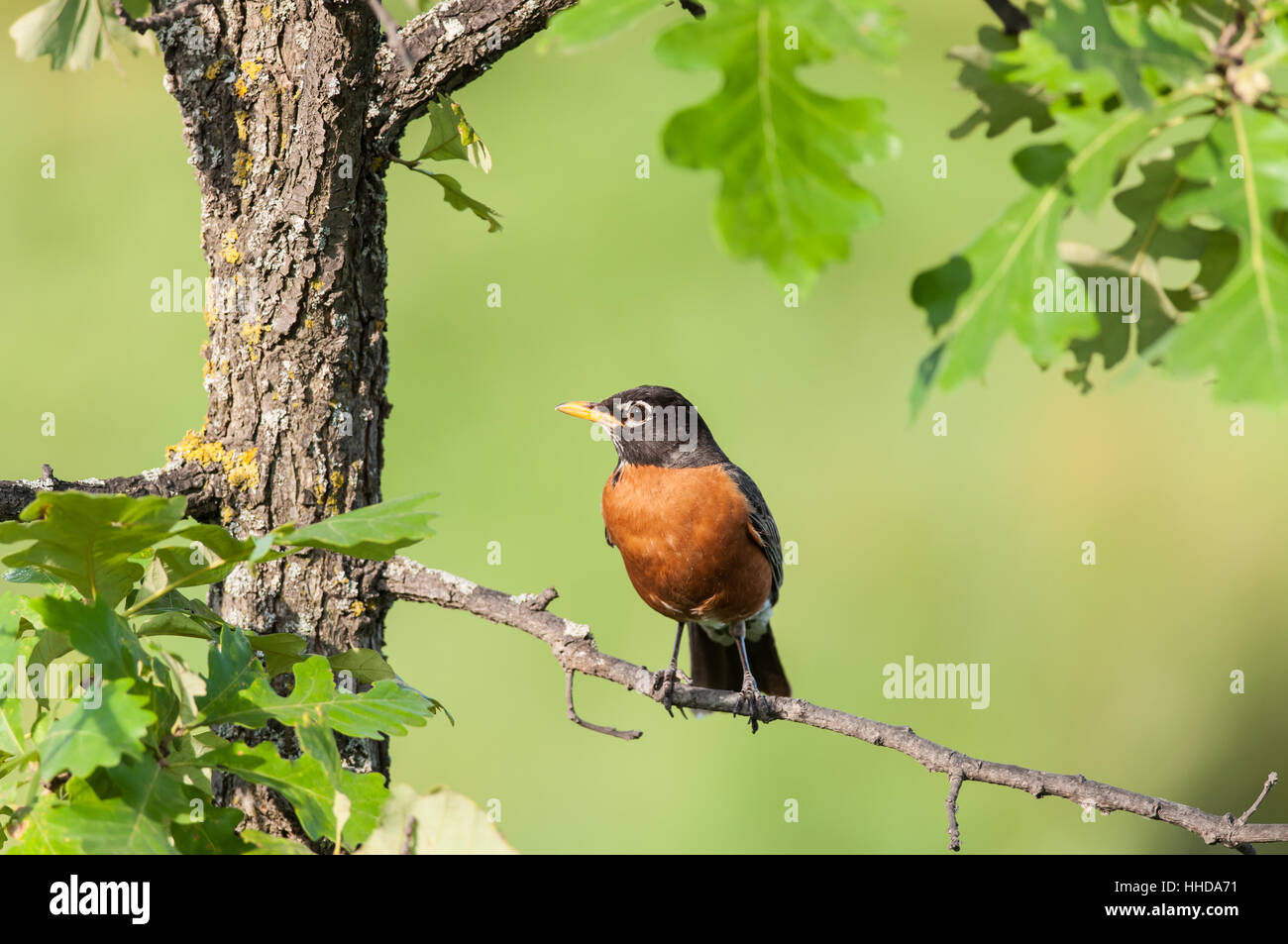 tree, bird, oak, branch, wildlife, day, during the day, nobody ...
