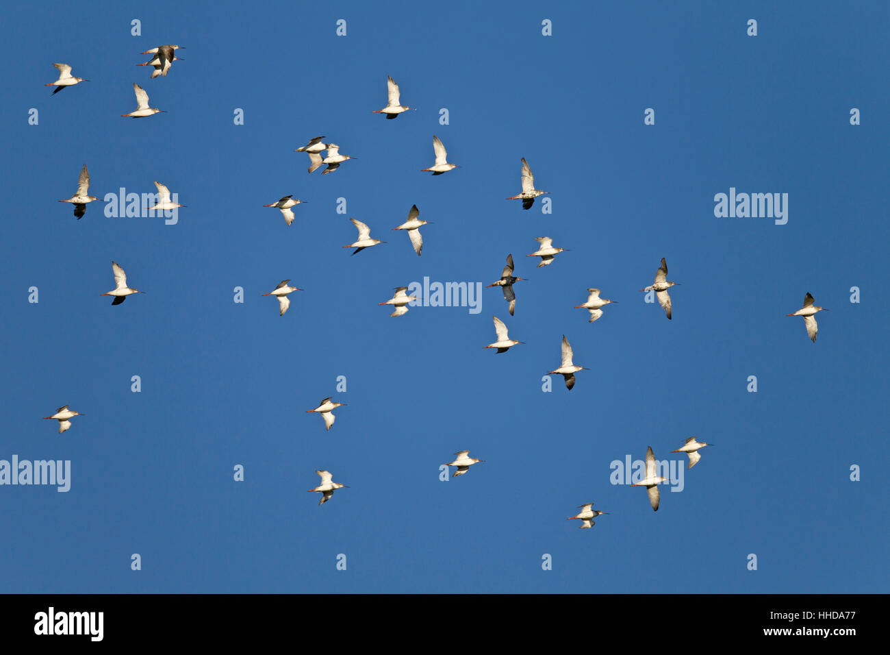 Spotted Redshank (Tringa erythropus), flock of birds in winter plumage ...