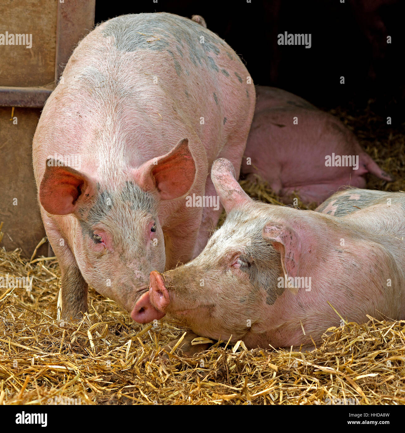 Domestic Pig, Gloucester Old Spot Pig. Two pigs on straw nosing at one ...