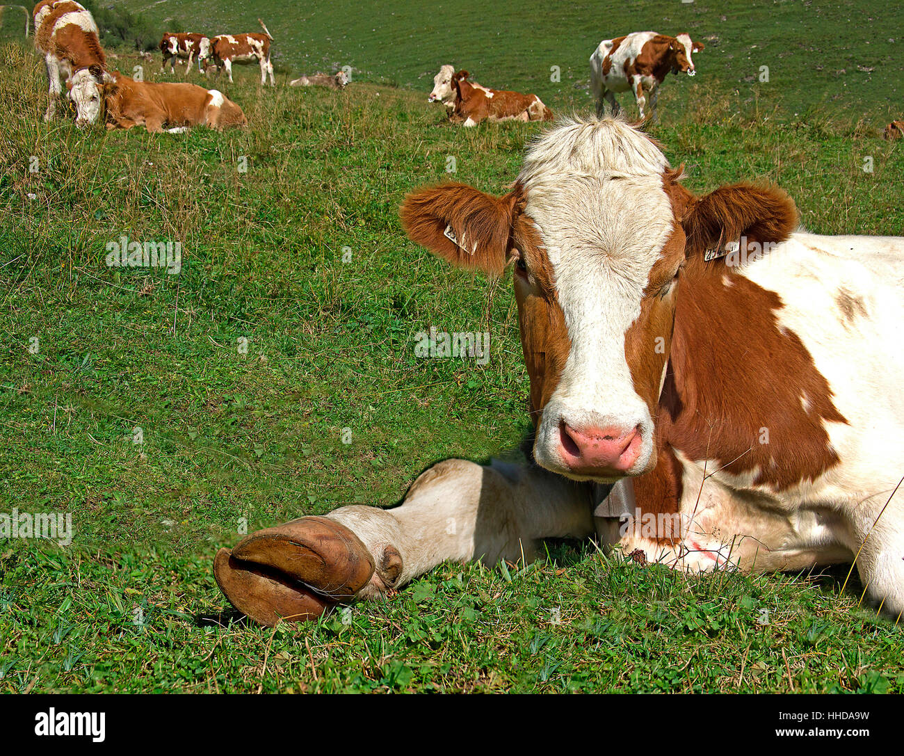 Domestic Cattle, Simmental Cattle, young animal lying on aflowering ...