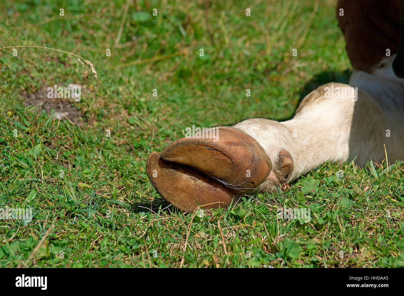 Domestic Cattle, Simmental Cattle, leg with even-toed ungulate Stock ...