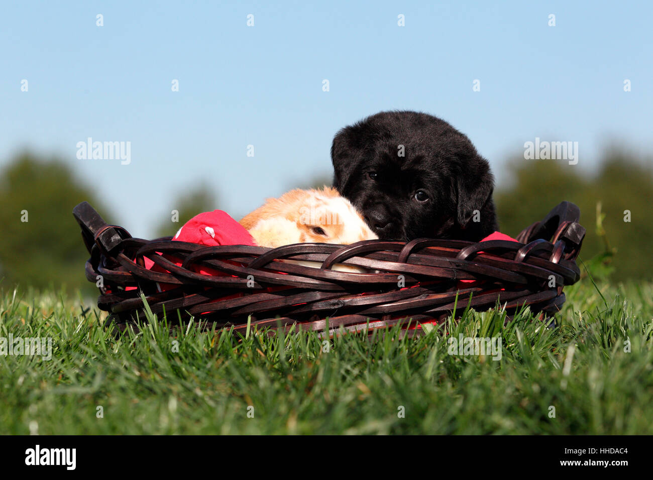 Labrador Retriever. Black puppy (5 weeks old) and Dwarf Lop-eared ...