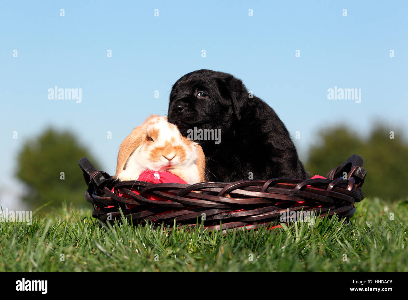 Labrador Retriever. Black puppy (5 weeks old) and Dwarf Lop-eared ...