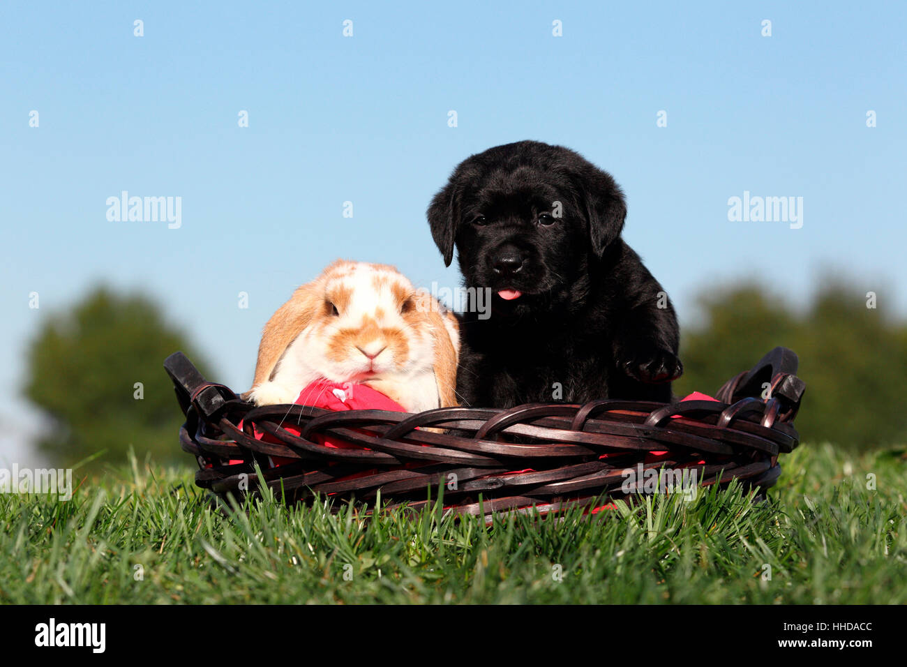 Labrador Retriever. Black puppy (5 weeks old) and Dwarf Lop-eared ...