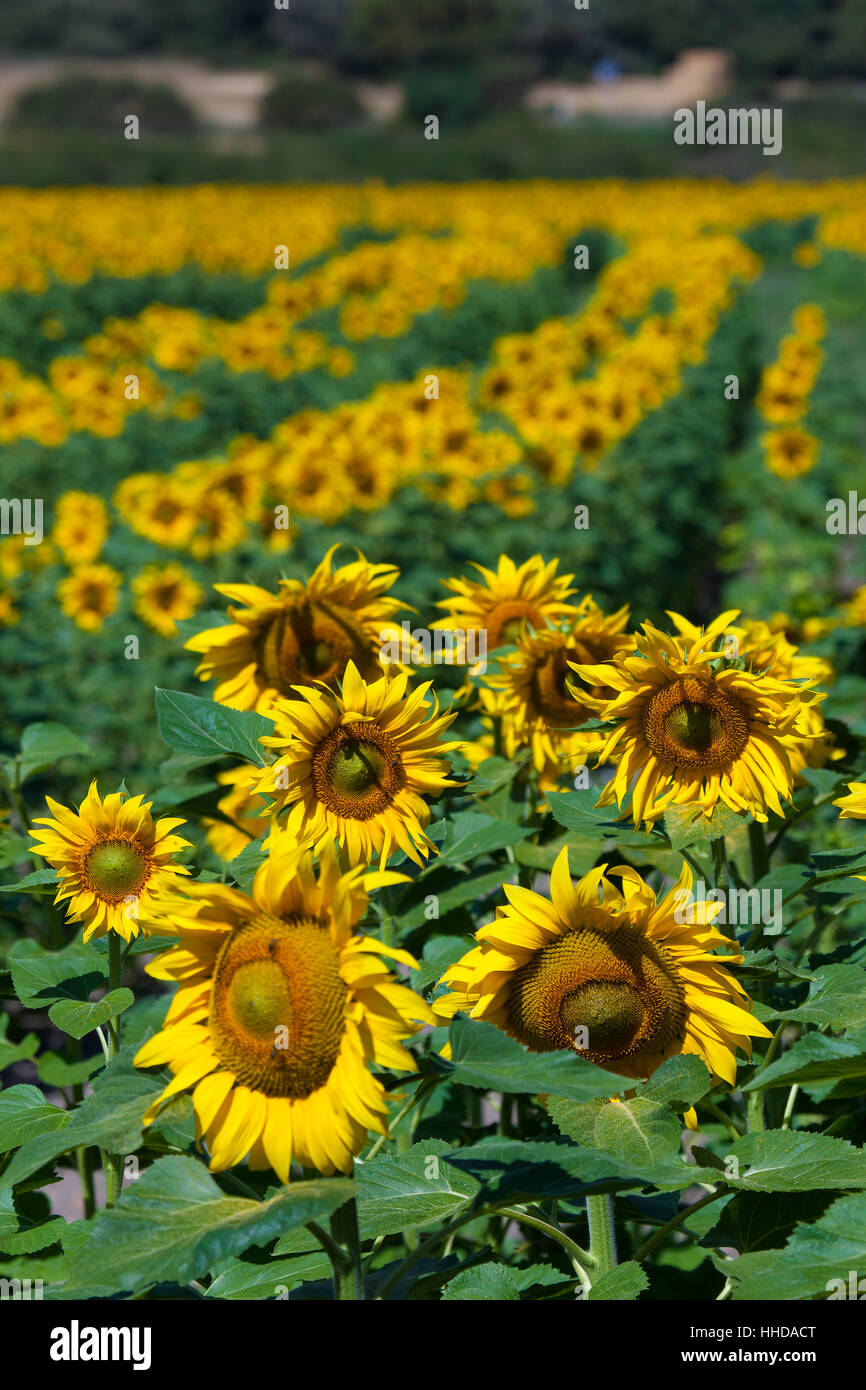 colour, industry, flower, plant, agriculture, farming, shine, shines ...