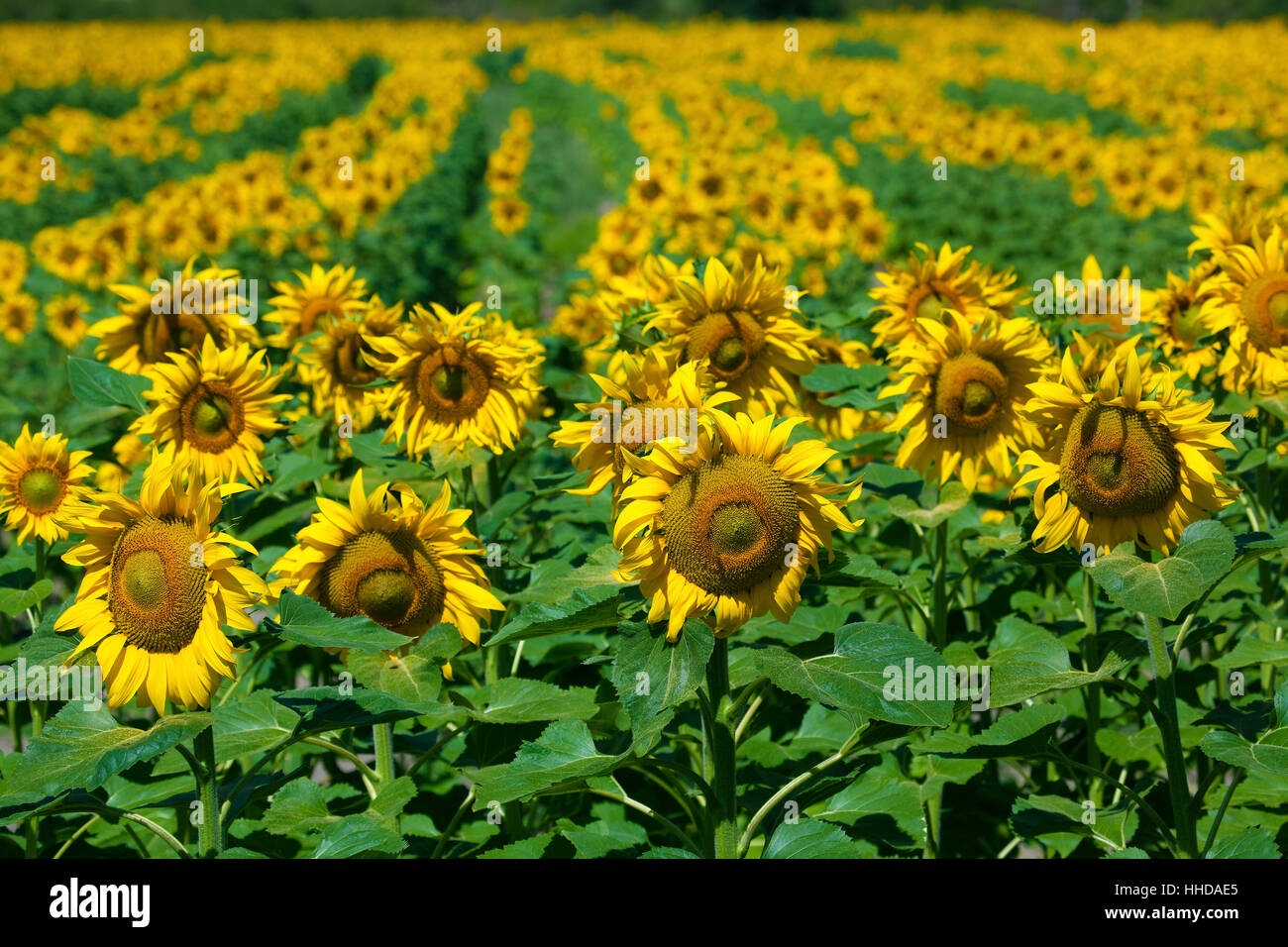 colour, industry, flower, plant, agriculture, farming, shine, shines ...