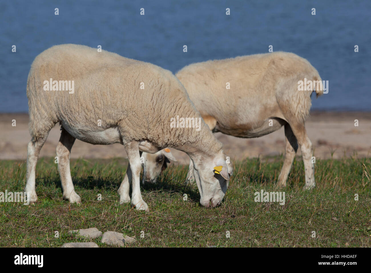 female, animal, mammal, agriculture, farming, europe, spain, sheep ...