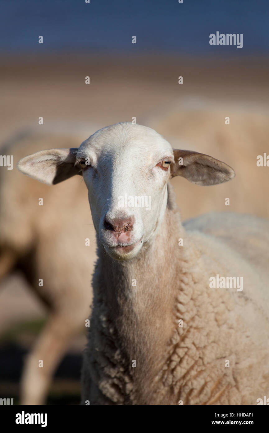 female, animal, mammal, agriculture, farming, europe, spain, sheep ...