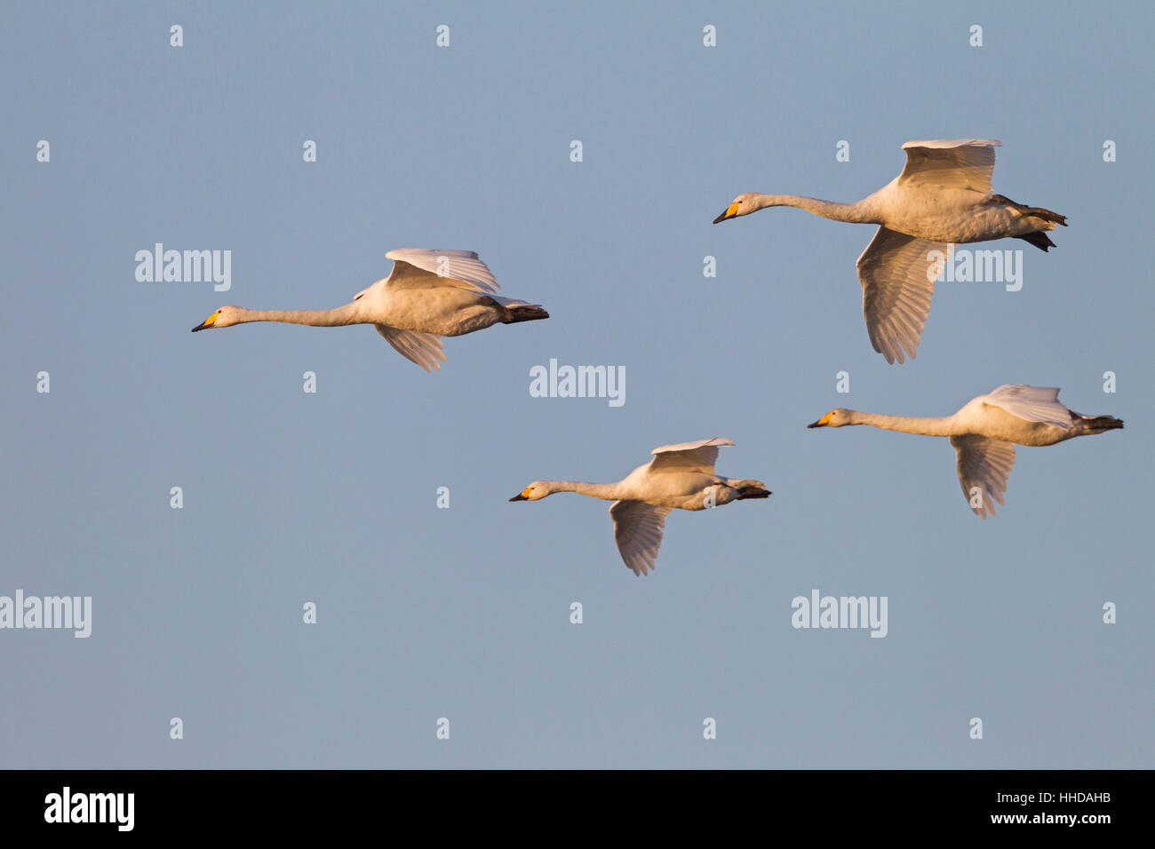 Whooper Swan (Cygnus cygnus), adults flying during the bird mogration ...