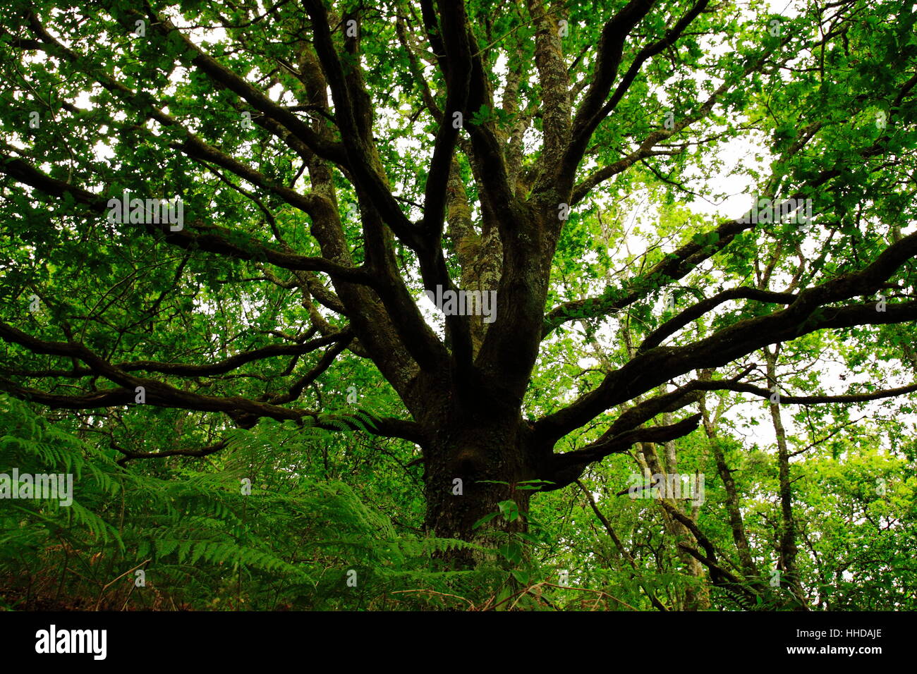 tree, lawn, green, backdrop, background, plant, beautiful, beauteously ...