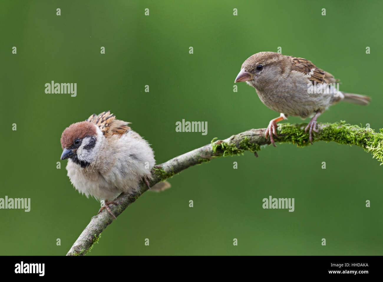 Tree sparrow (Passer montanus) on the left side andHouse sparrow female ...