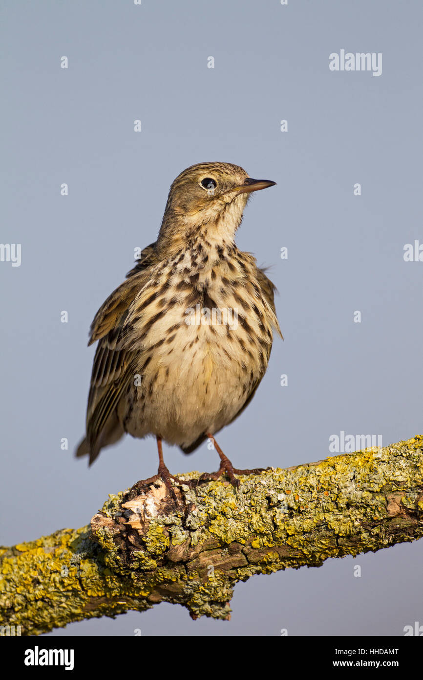 Pitpit hi-res stock photography and images - Alamy