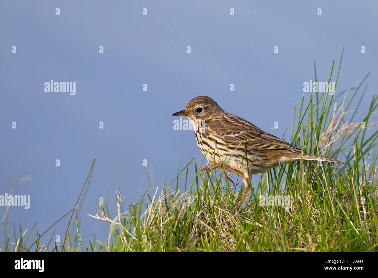 Pitpit hi-res stock photography and images - Alamy