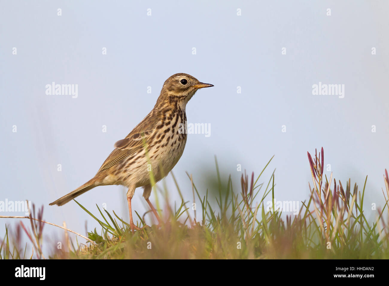 Meadow Pitpit (Anthus pratense) perched on a twig, Germany Stock Photo ...