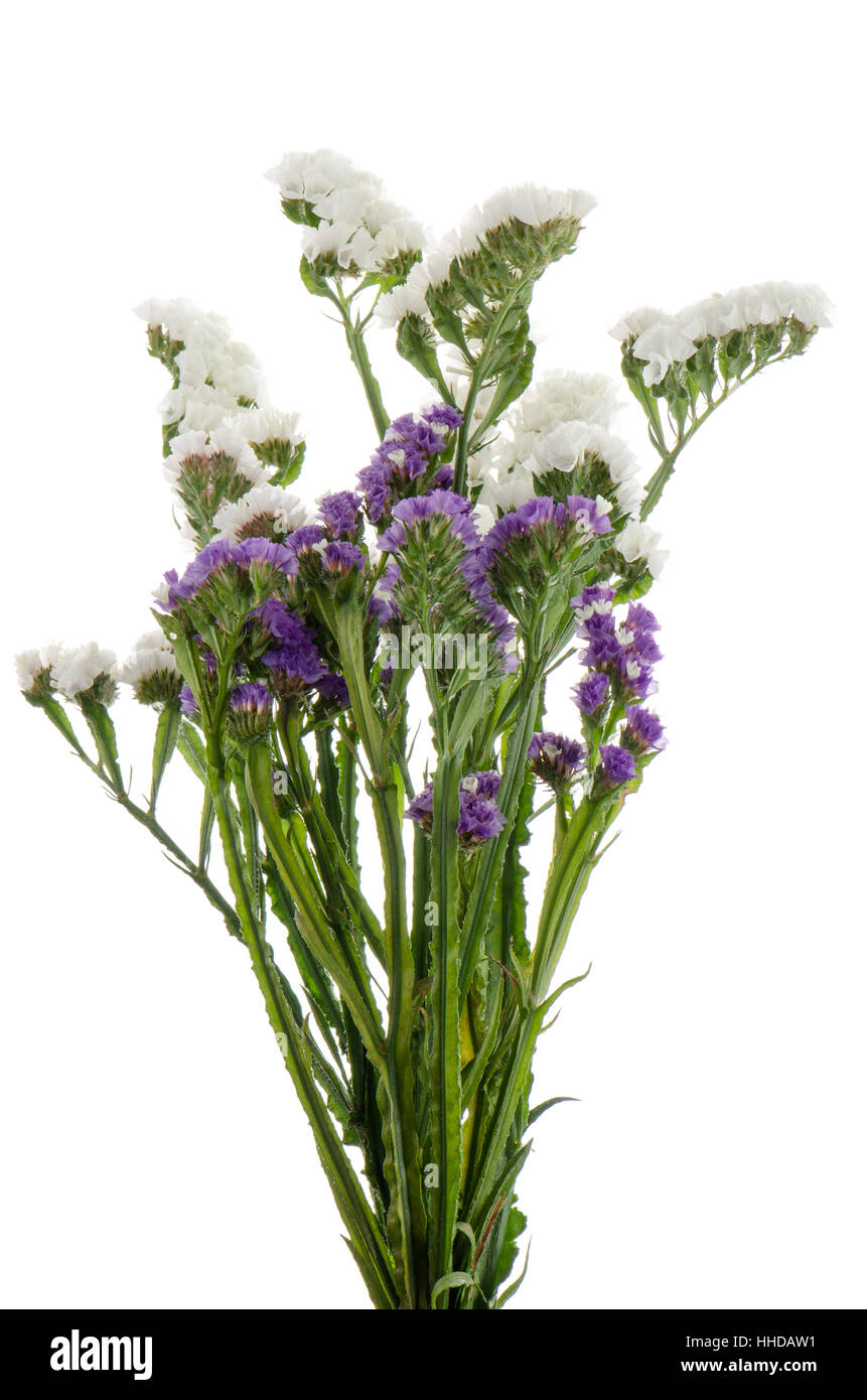 arrangement, isolated, colour, closeup, flower, plant, horizontal ...