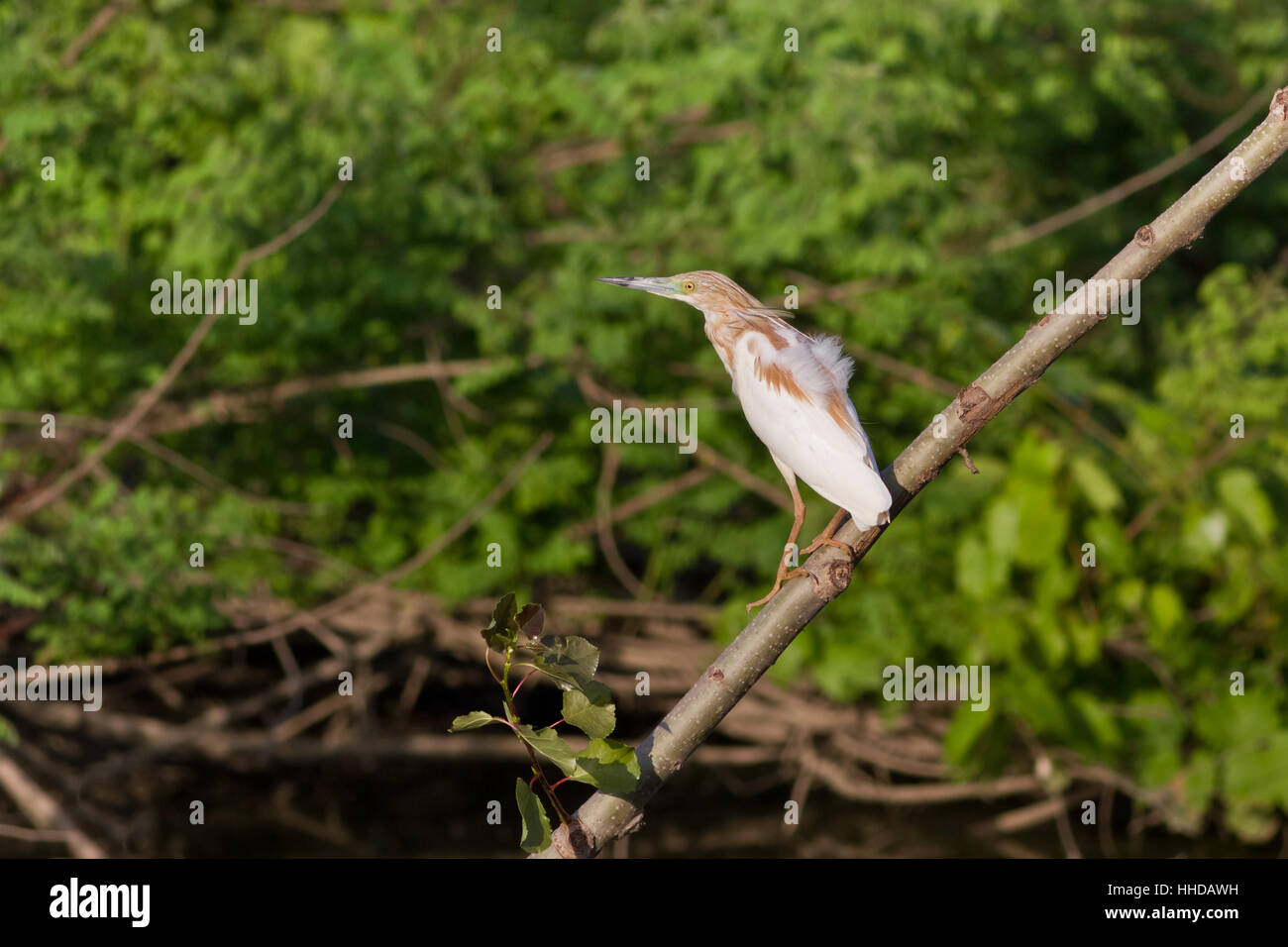 tree, bird, wild, spring, bouncing, bounces, hop, skipping, frisks ...