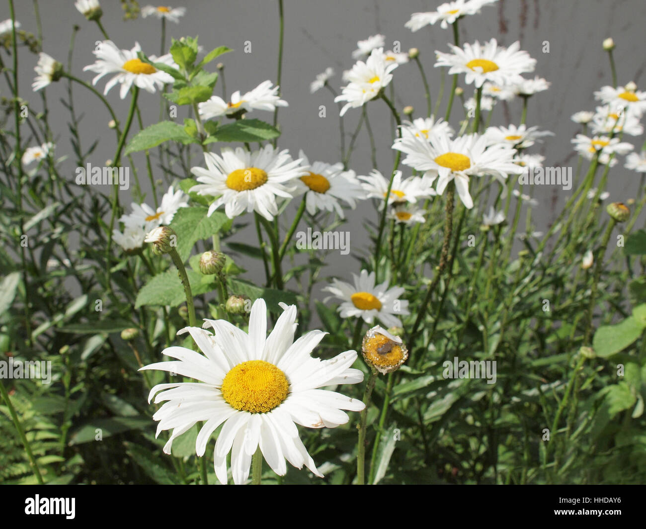 Common daisy Bellis Perennis Plantae Angiosperms Eudicots Asterids ...