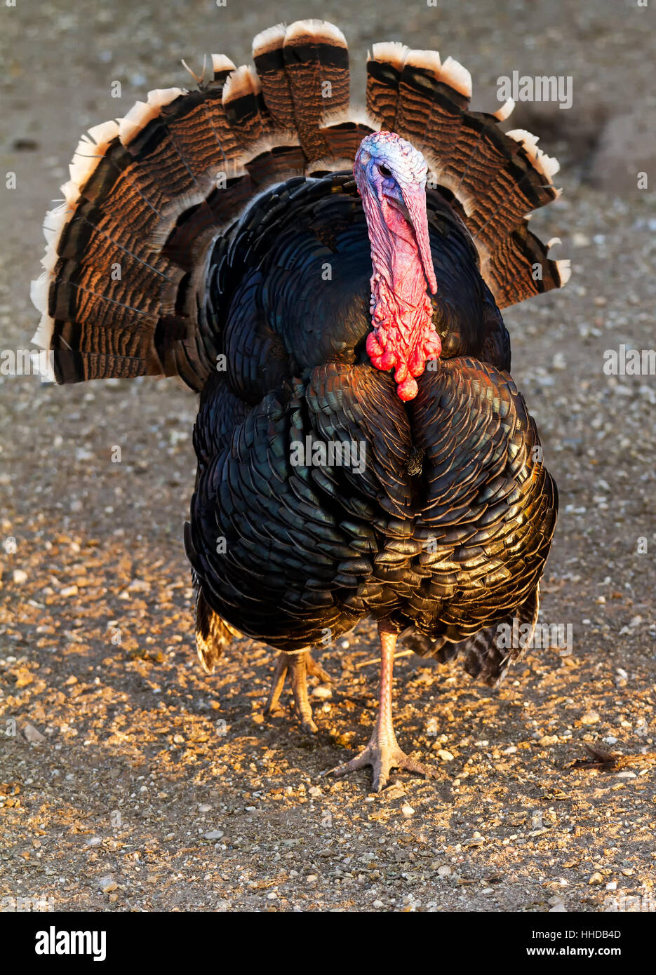 Nice turkey in the poultry yard Stock Photo - Alamy