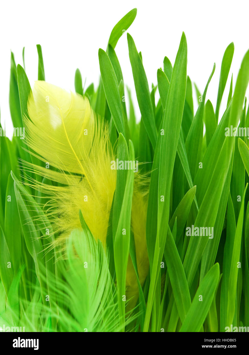 flora, freshness, spring, bouncing, bounces, hop, skipping, frisks ...