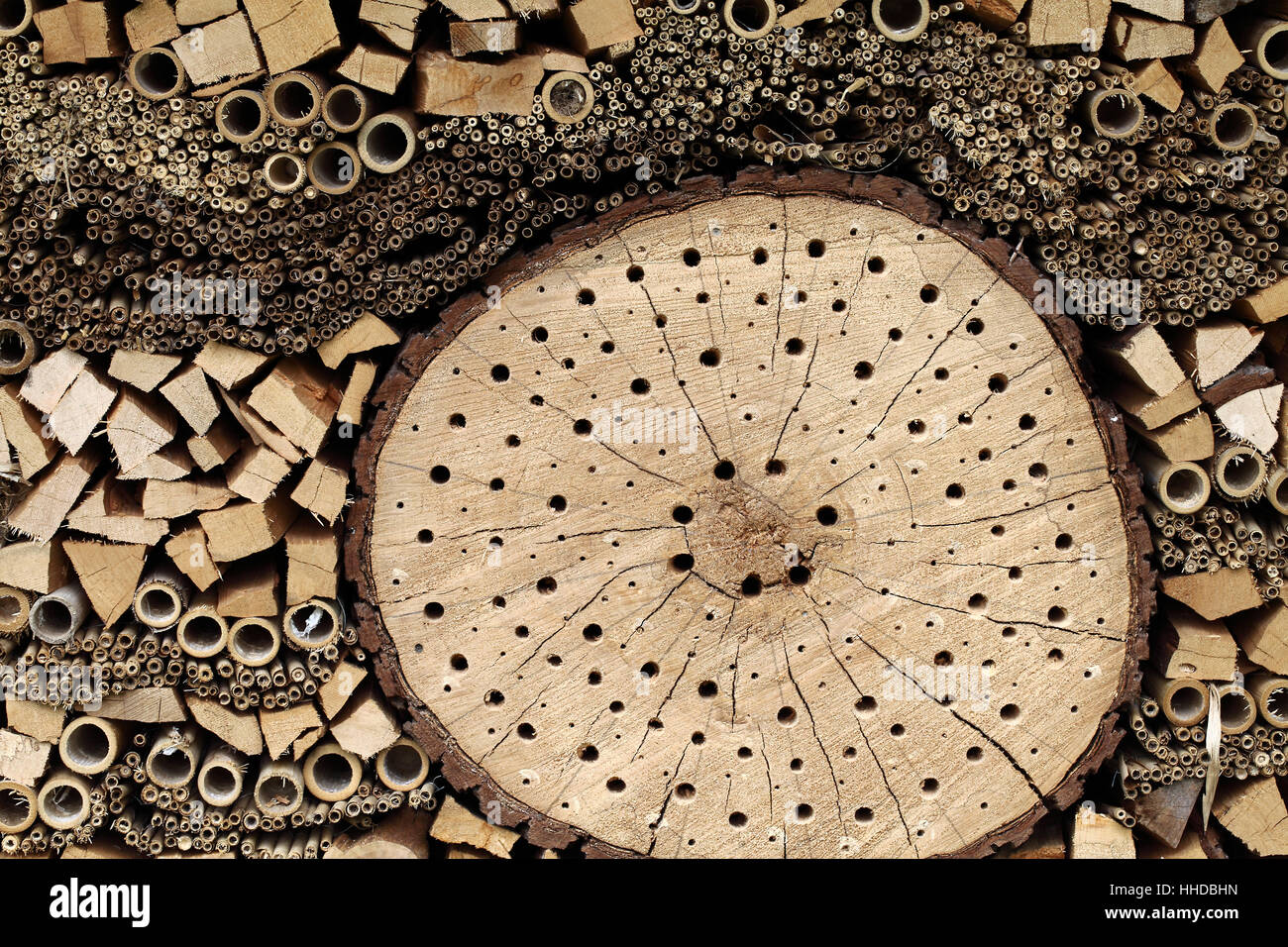 environment, enviroment, insect, insects, wood, conservation of nature ...