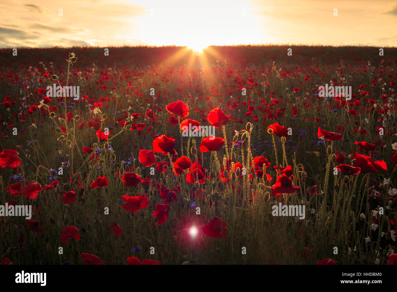 Poppy field at sunset, Switzerland Stock Photo - Alamy