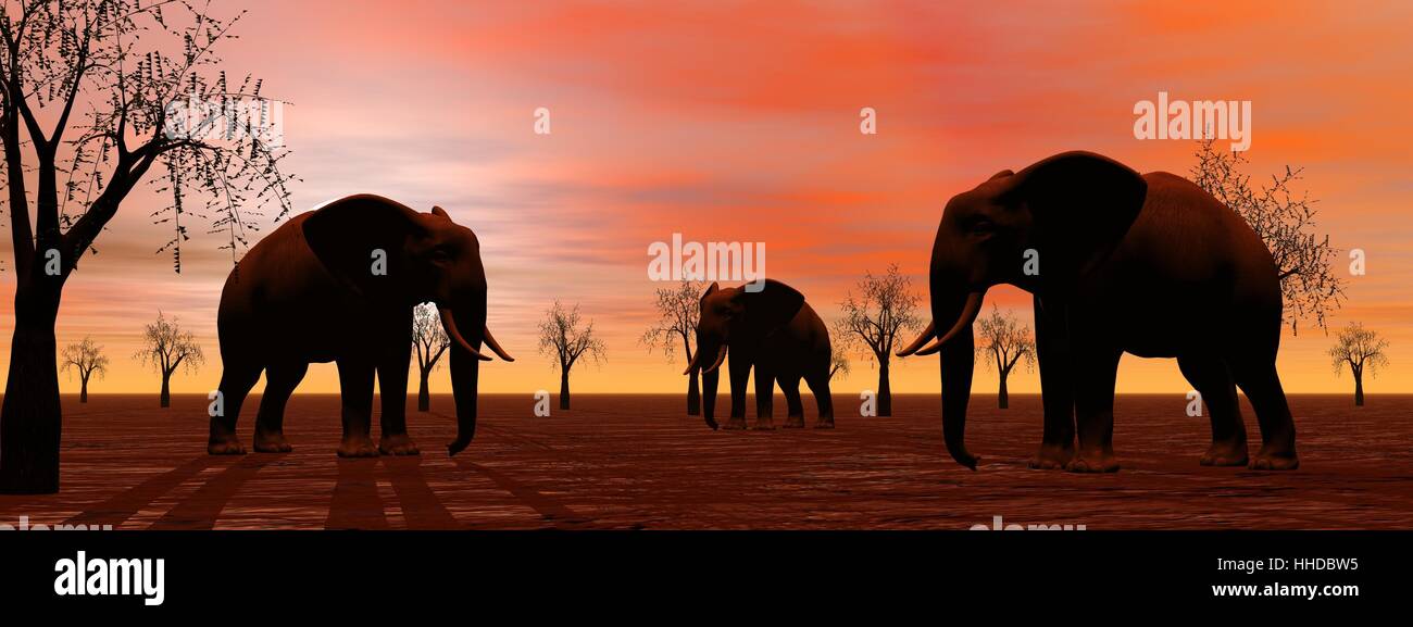 Shadows of three elephants standing between baobabs in the savannah by ...