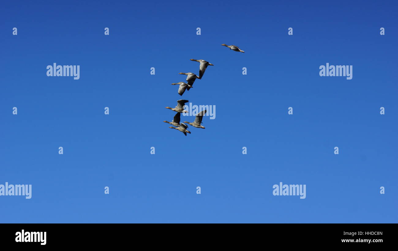 bird, birds, formation, aim, goal, teamwork, unison, instinct, fall ...