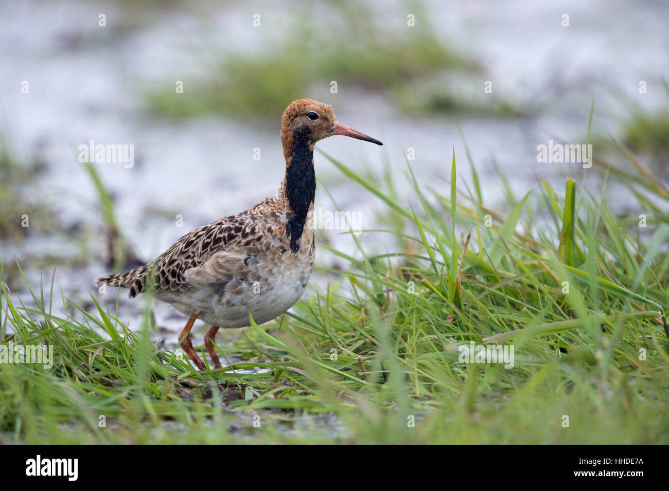 Ruff ( Philomachus pugnax ), male, resting in marshland during spring ...