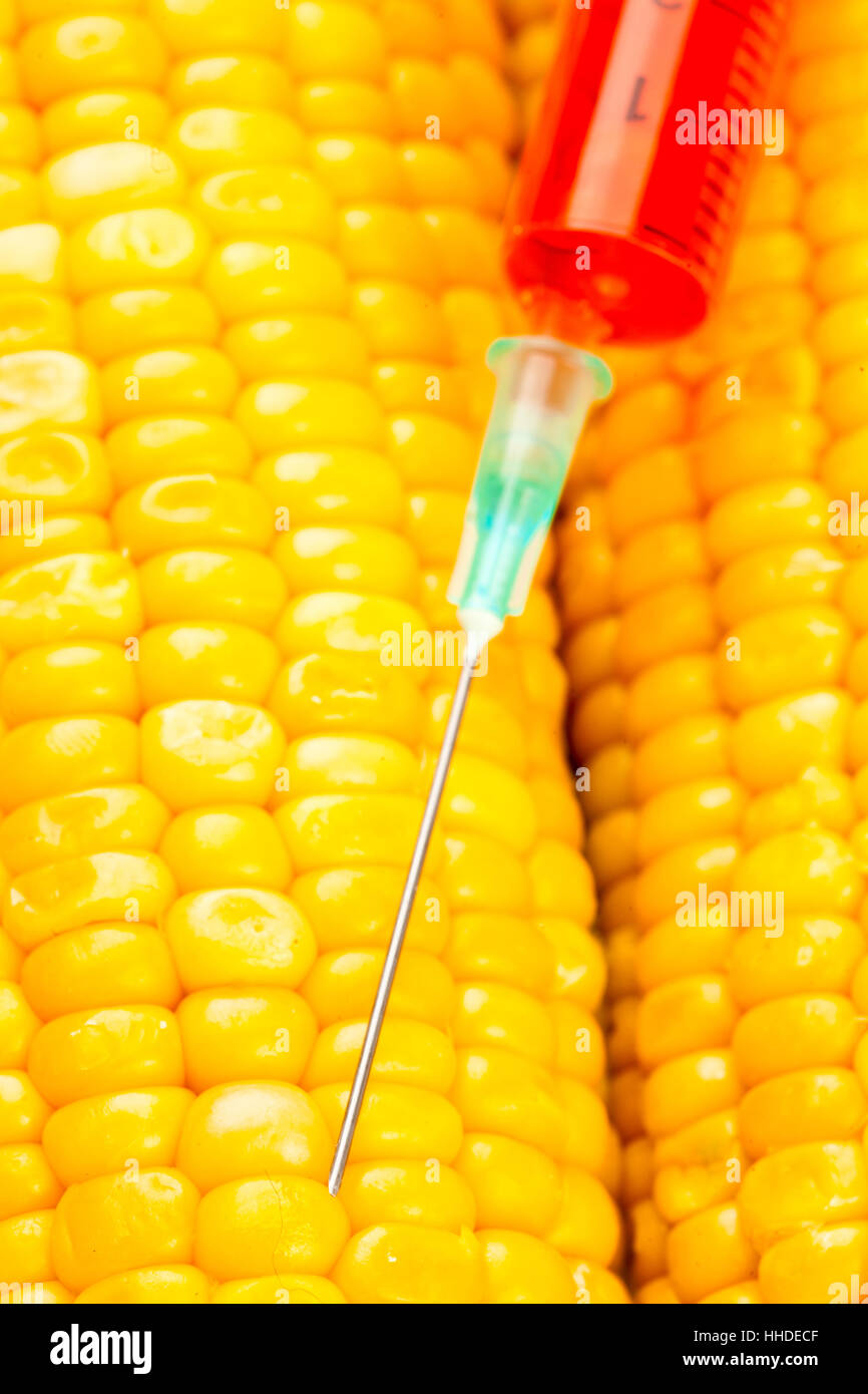 Gmo Corn Injection High Resolution Stock Photography and Images - Alamy