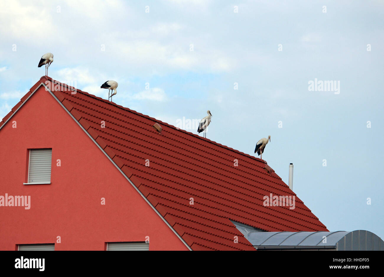 Storchenbesuch hi-res stock photography and images - Alamy