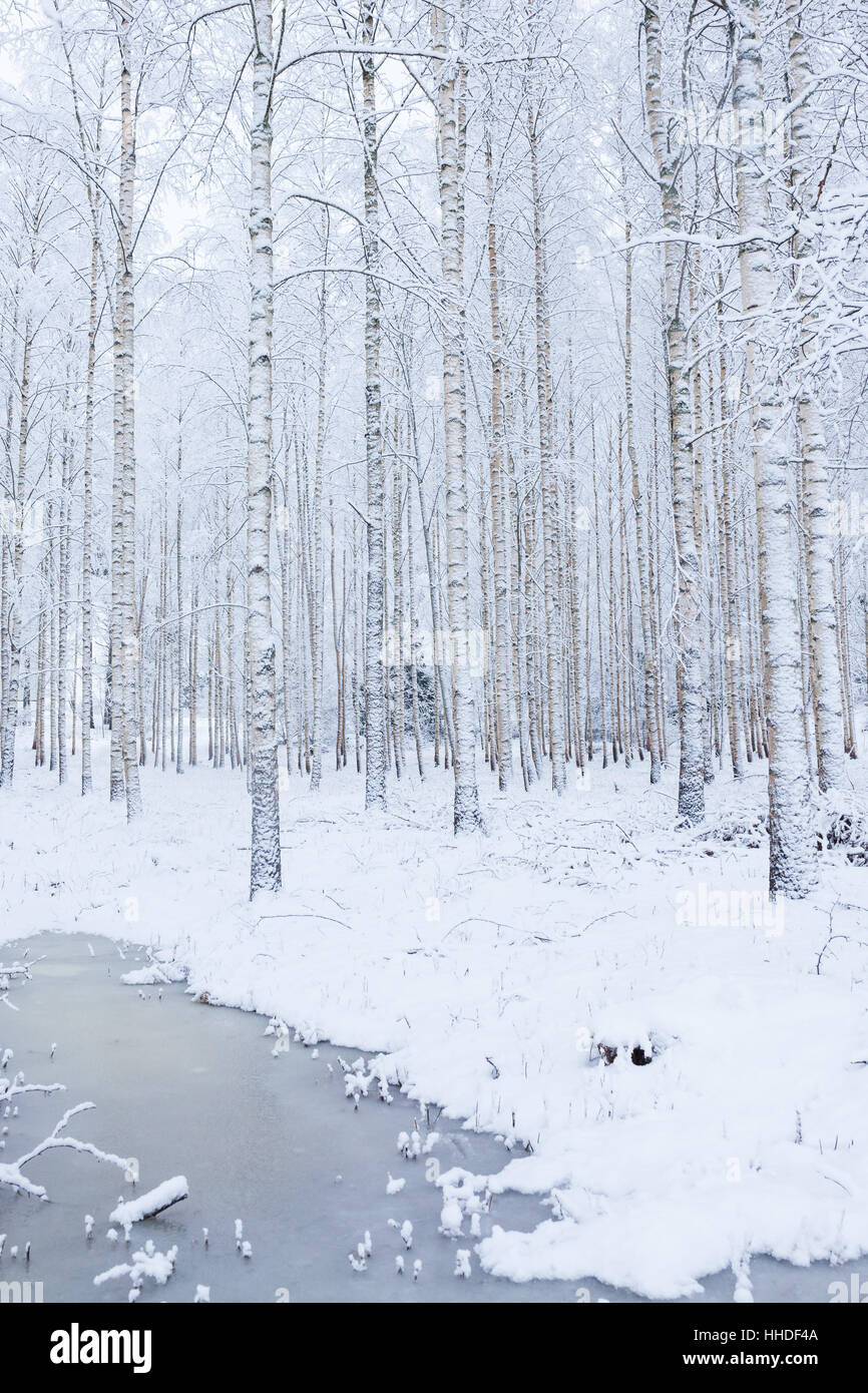 Birchwood in winter hi-res stock photography and images - Alamy