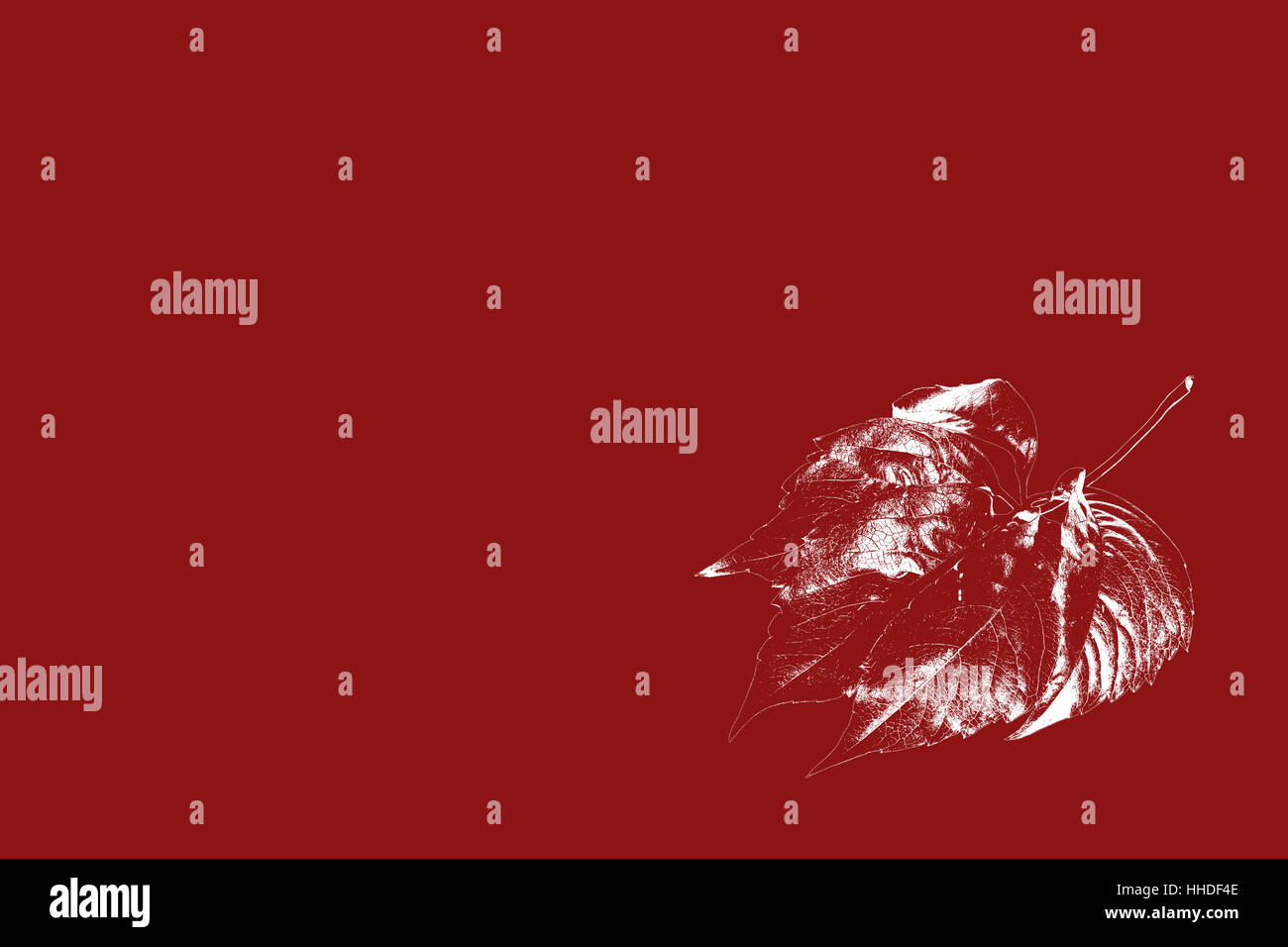 leaf, plant, backdrop, background, leaves, foliage, fall, autumn, leaf ...