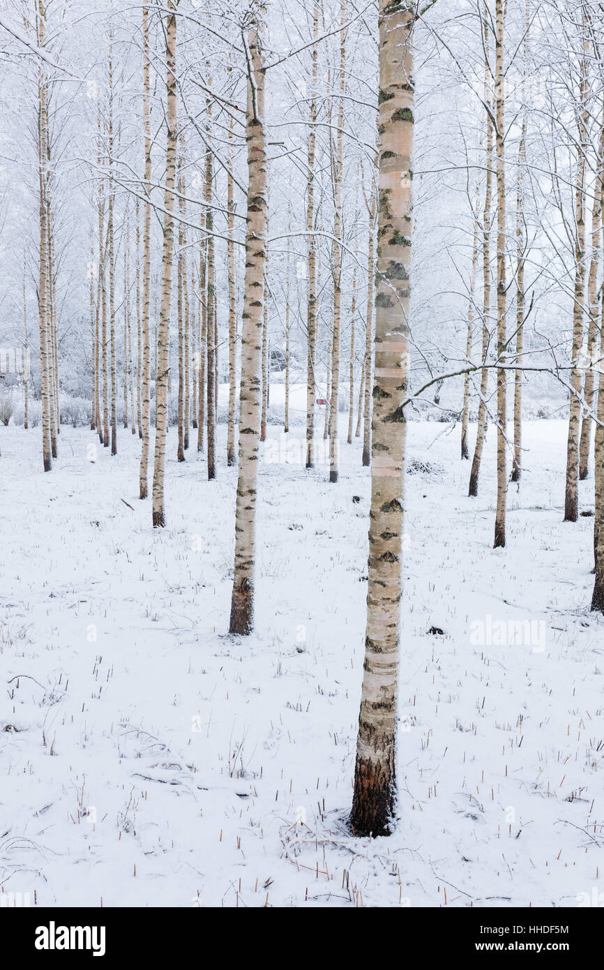 Birchwood in winter hi-res stock photography and images - Alamy
