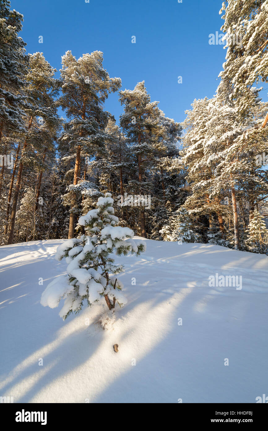 Snow forest sunny cold day Stock Photo - Alamy