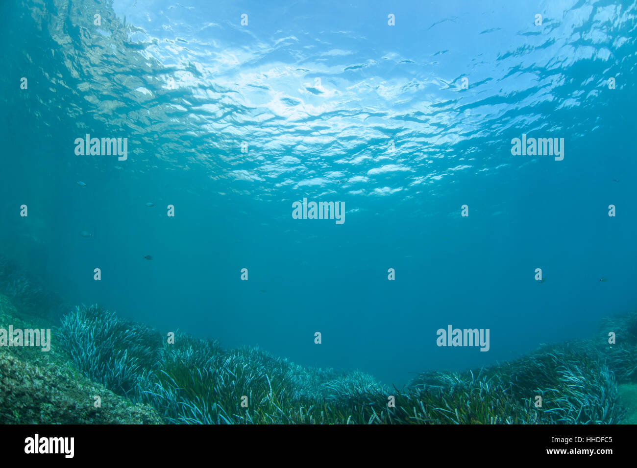fish, counter-light, surface, swarm, school, seaweed, salt water, sea ...