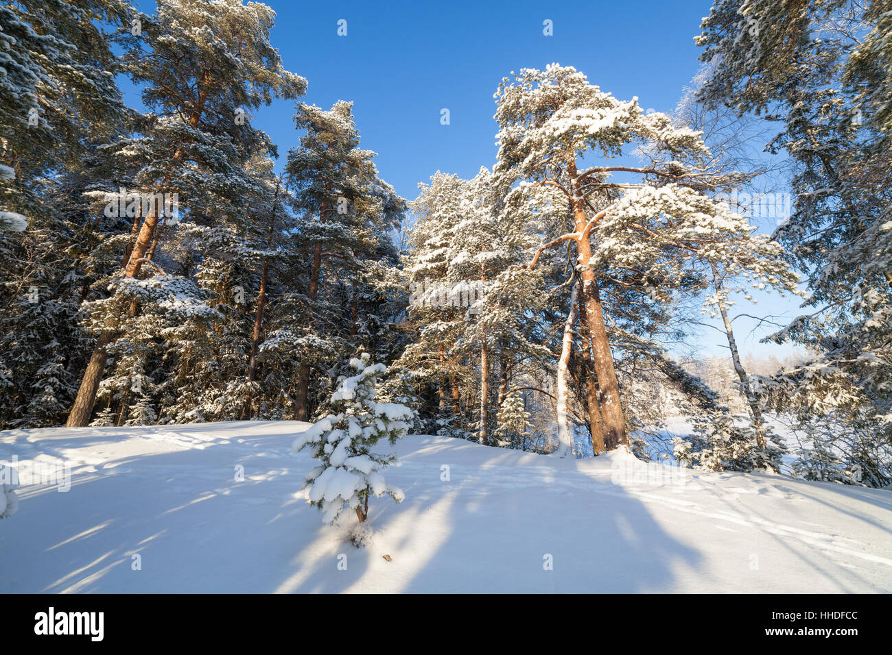 Snow forest sunny cold day Stock Photo - Alamy
