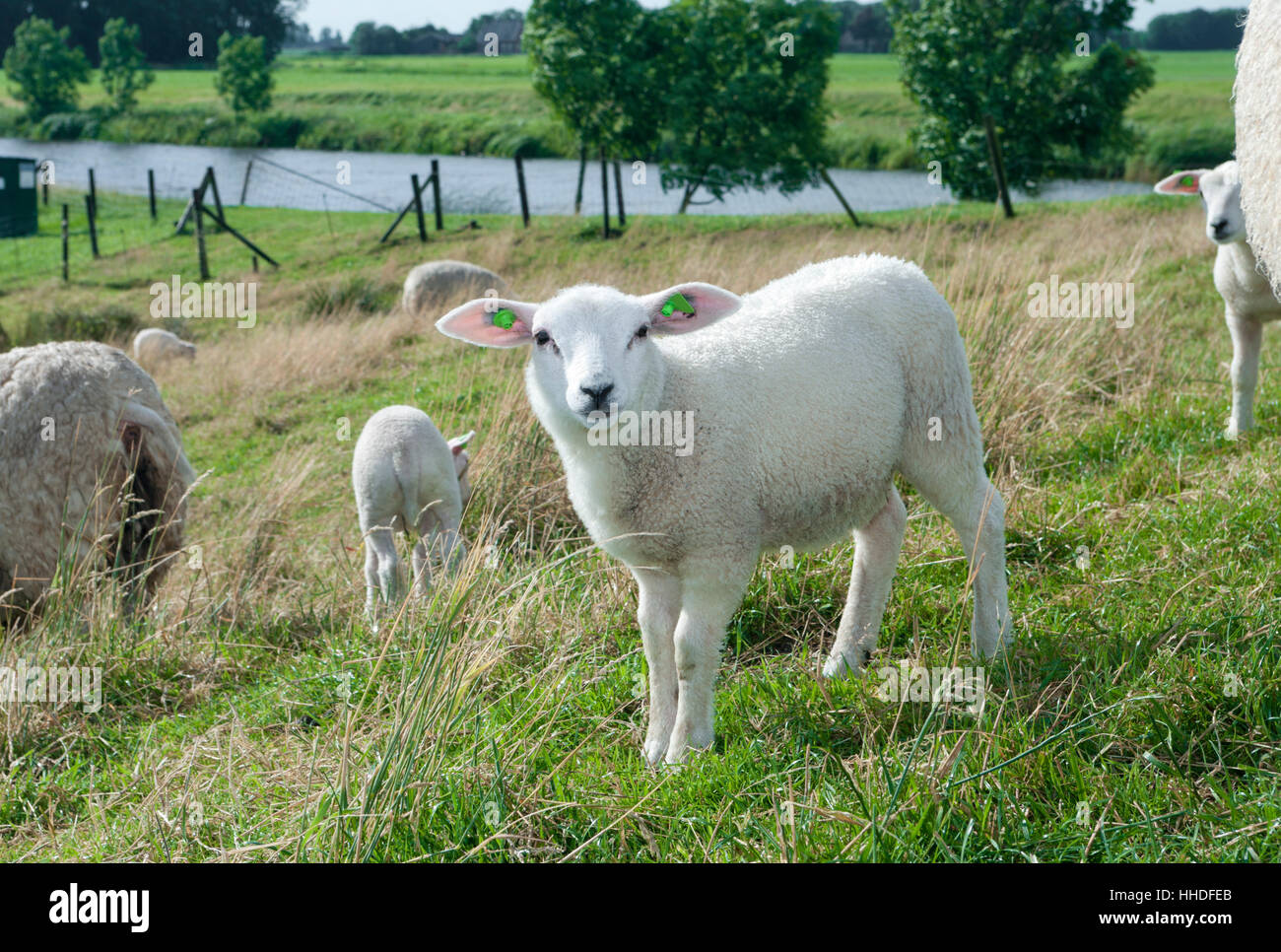 blue, food, aliment, born, animal, mammal, agriculture, farming, field ...