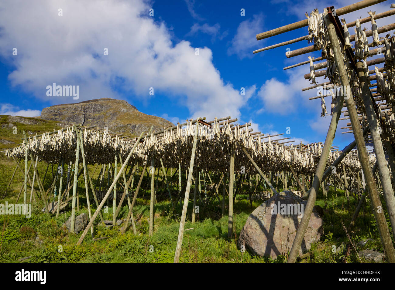 fish, norway, fishing, fjord, scandinavia, cod, stockfish, drying ...