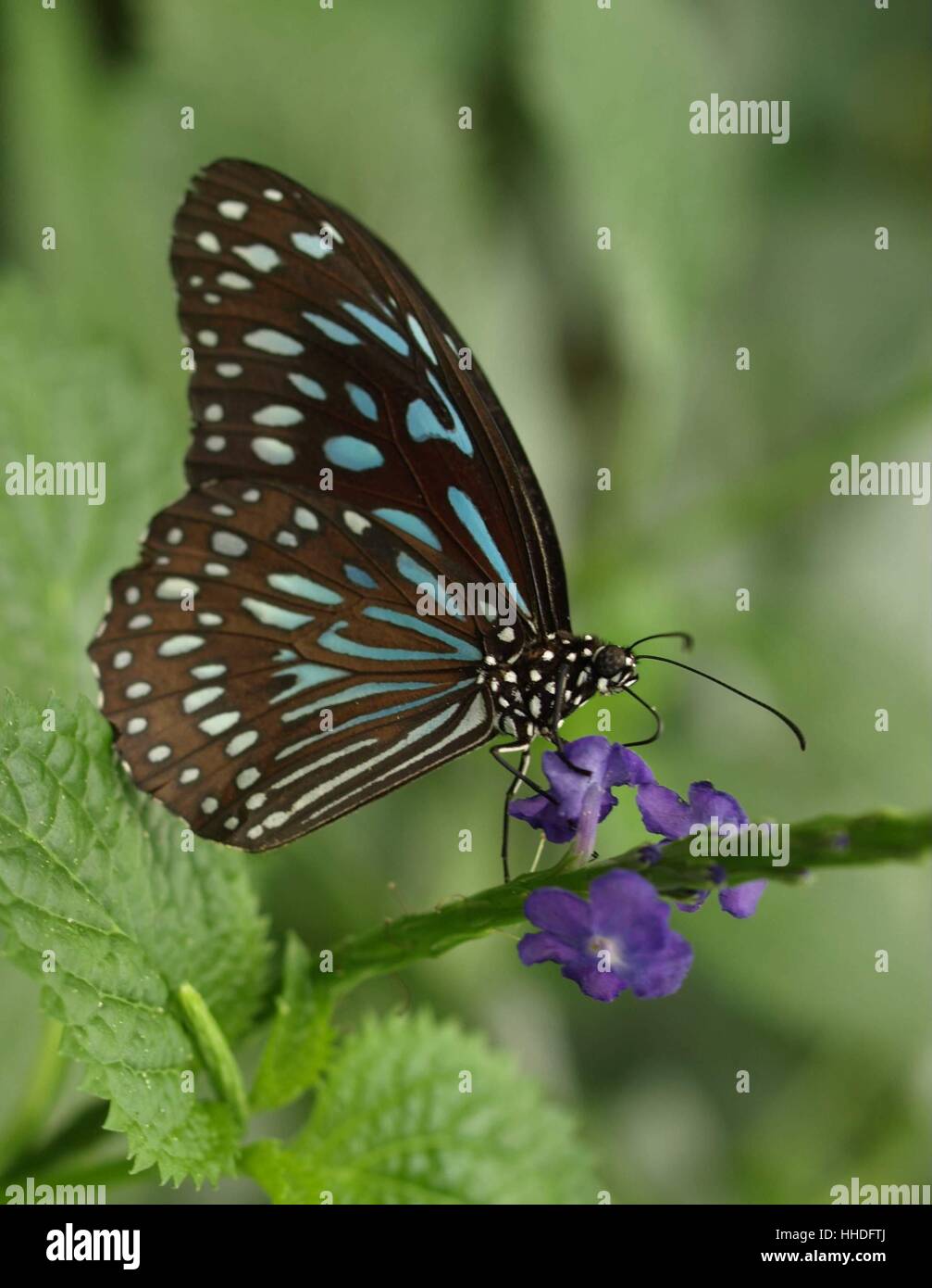dark blue tiger Stock Photo - Alamy