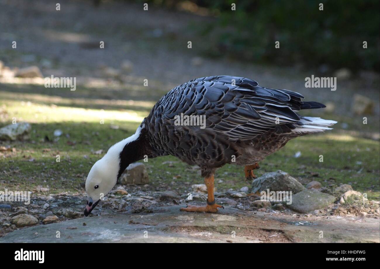 snow goose - blue morphs Stock Photo - Alamy