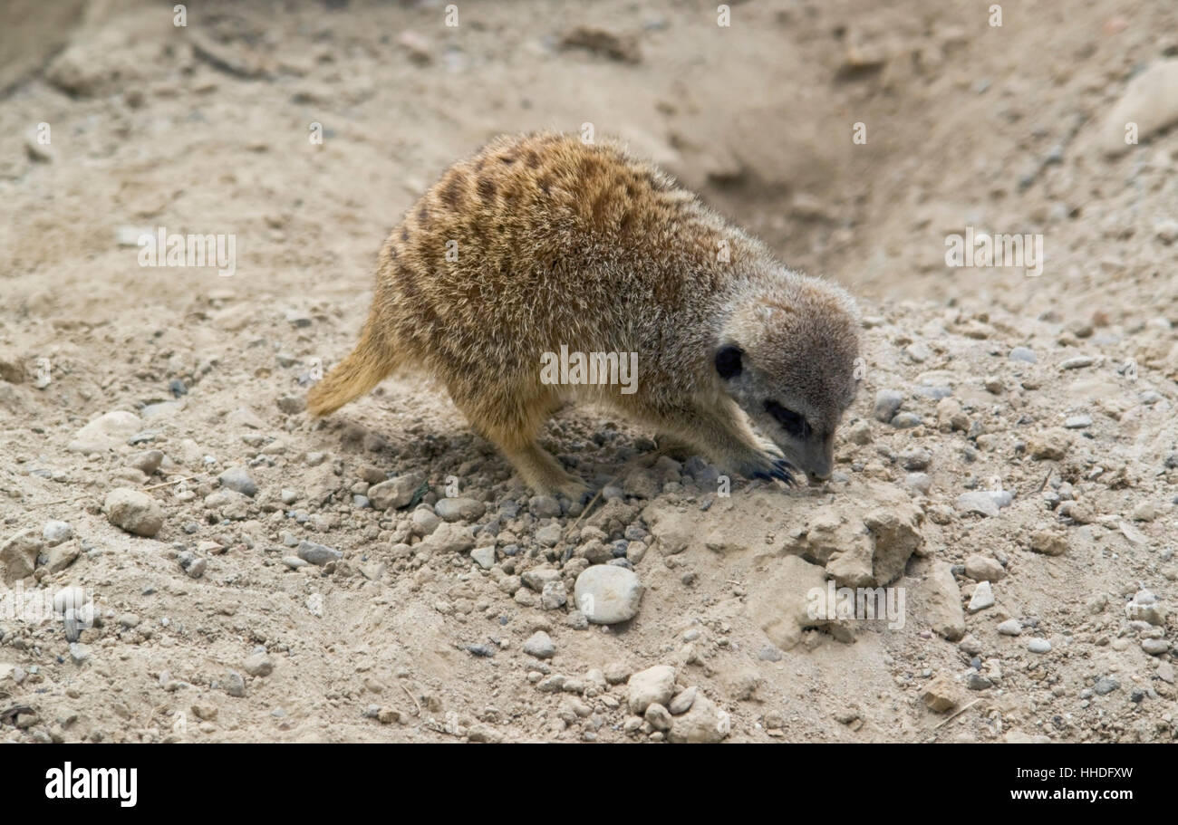 a Meerkat while digging on sandy ground Stock Photo - Alamy
