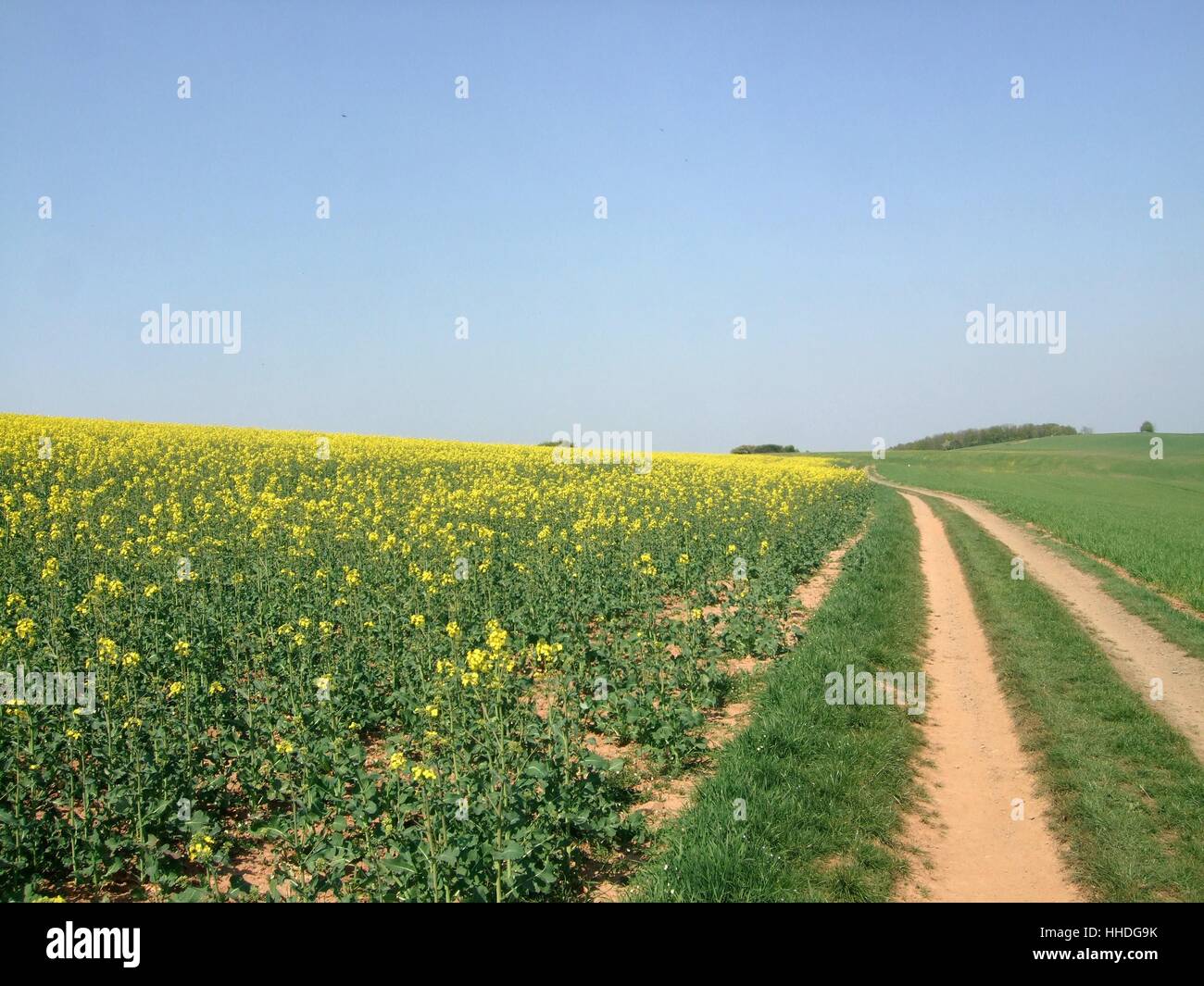 horizon, dirt road, hike, go hiking, ramble, fields, path, way, horizon ...