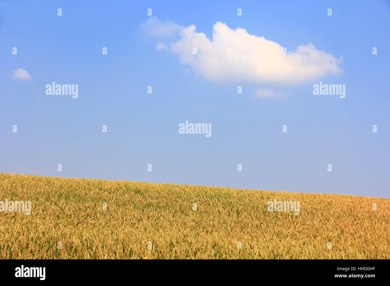 plant, cloud, field, ears, grain field, scenery, countryside, nature ...