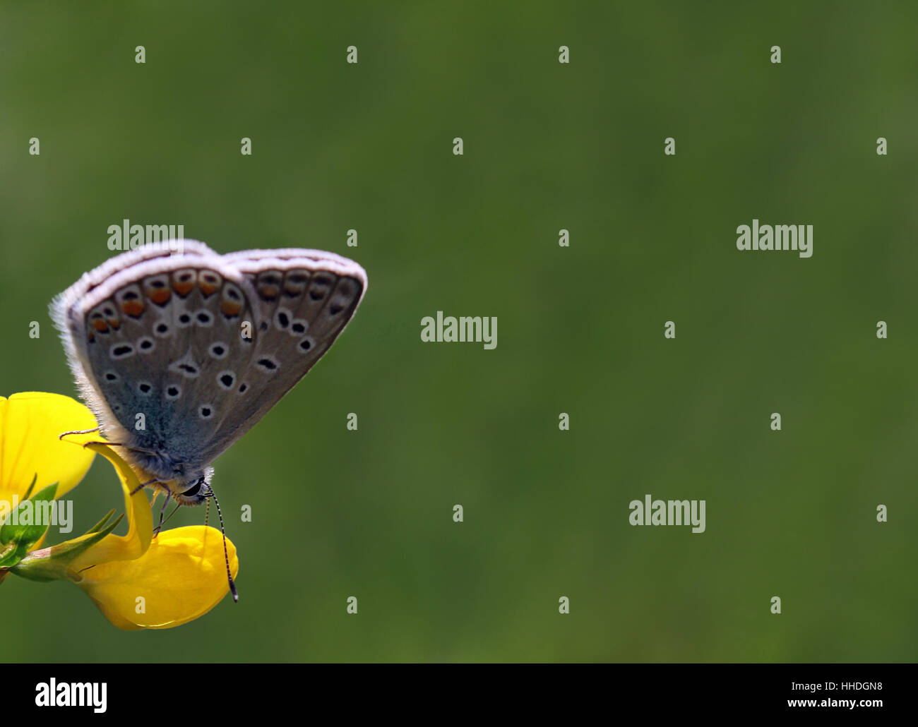 lotus, insect, fauna, butterfly, south tyrol, wing, moth, lotus, animal ...