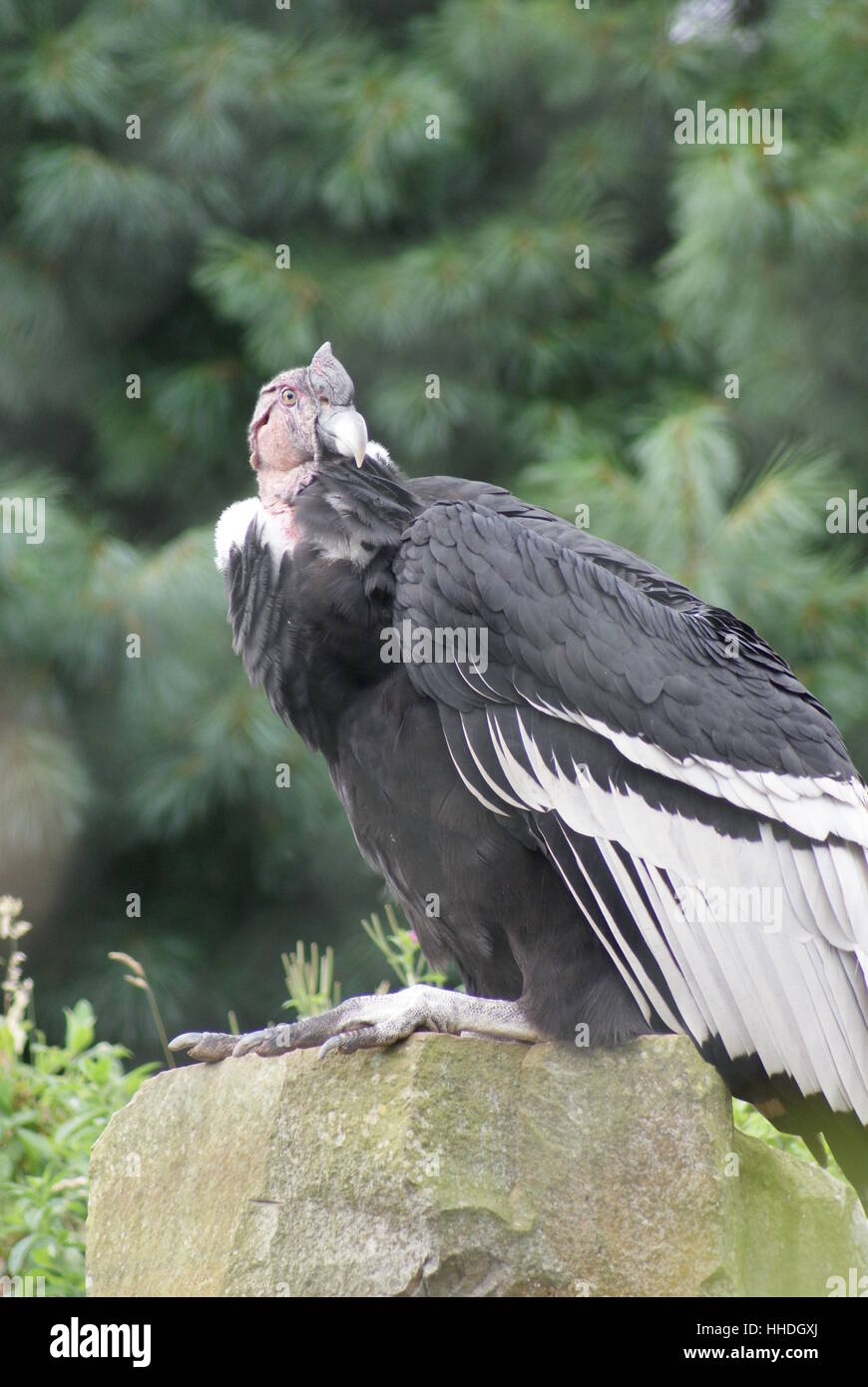 american, america, vulture, south, andes, big, large, enormous, extreme ...
