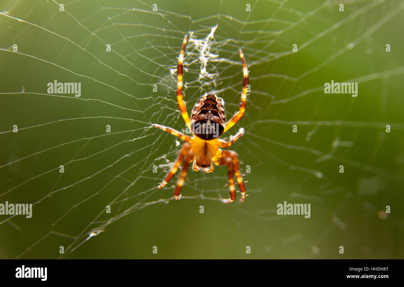 insects, spider, spin, phobia, net, cobweb, spiders web, legs, insect ...