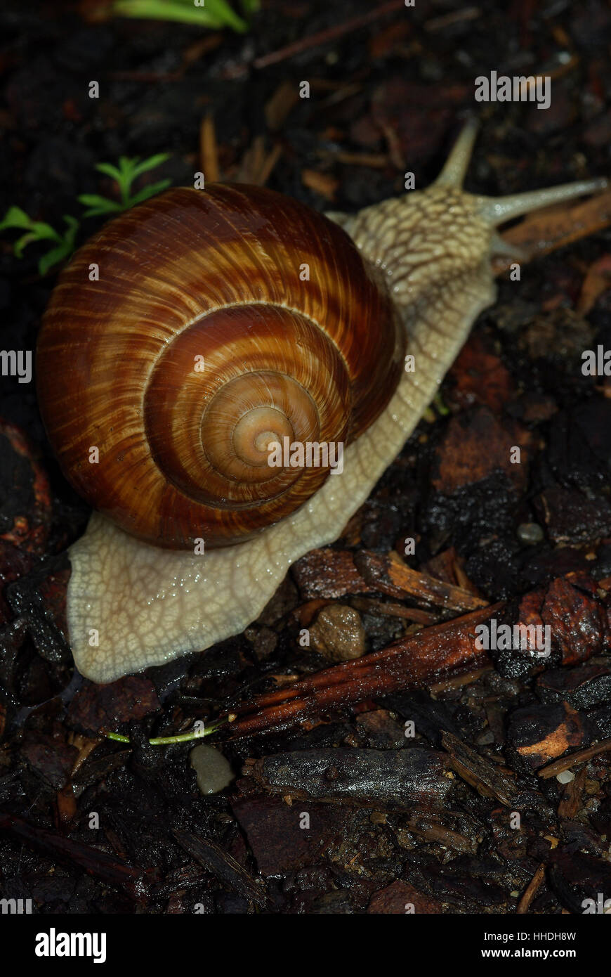 wet, spiral, snail, mucous, edible snail, snail shell, moist, macro ...