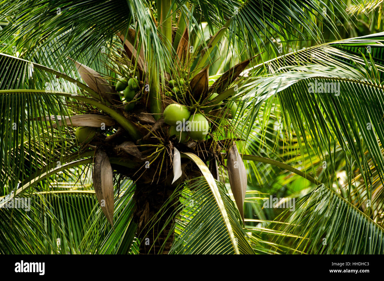 food, aliment, leaf, tree, flora, botany, fruit, outdoor, exotic ...